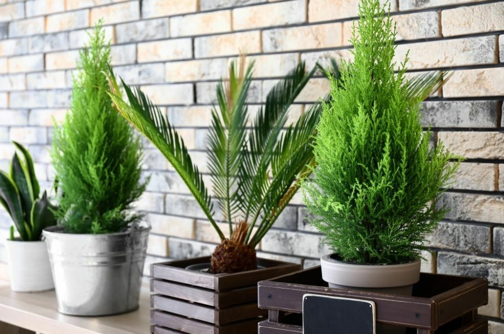 Jak uprawiać palmę doniczkową w domu? - blog Bricomarche.pl