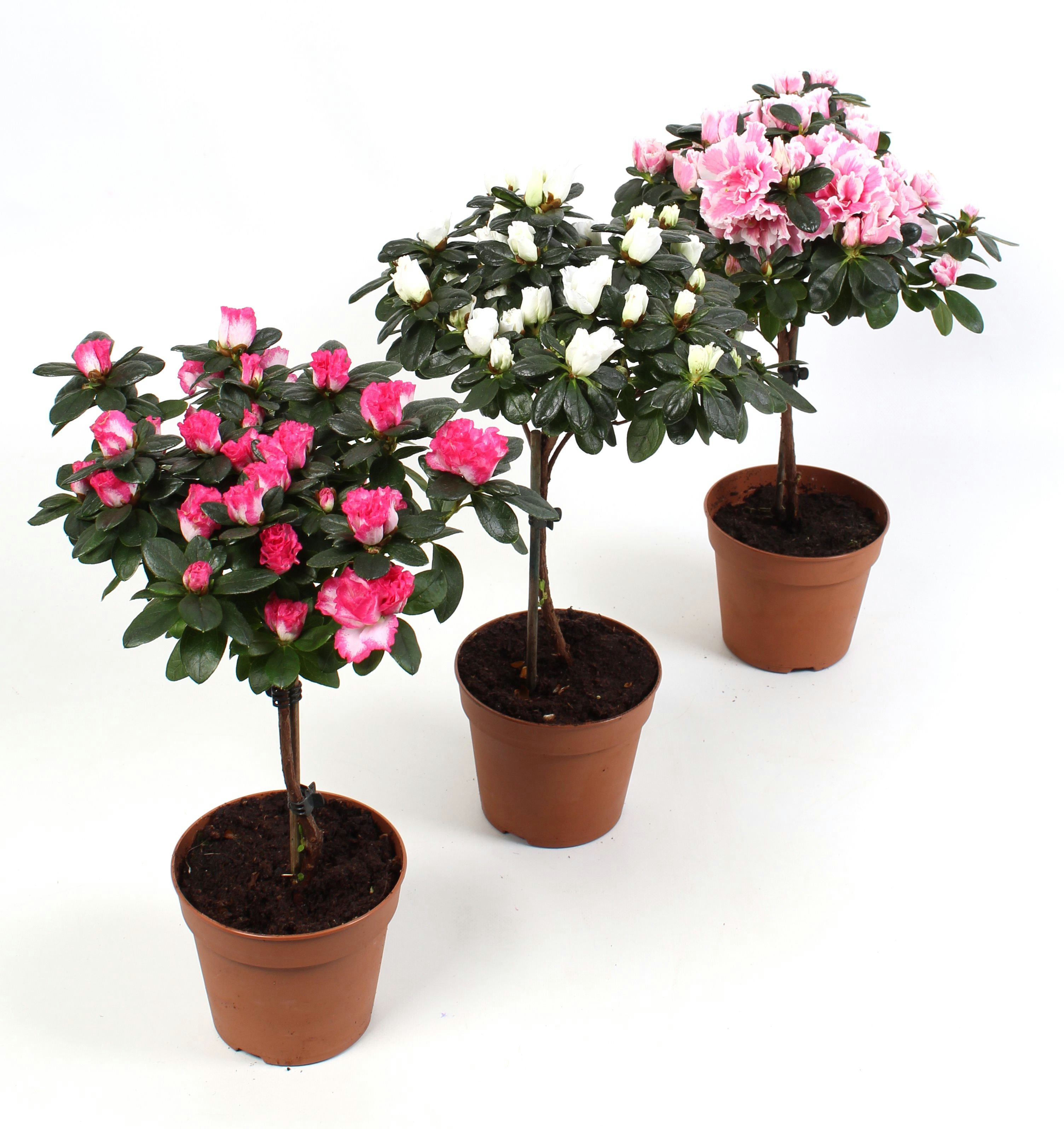 Azalia na pniu 38 x 12,5 cm - Bricomarche.pl