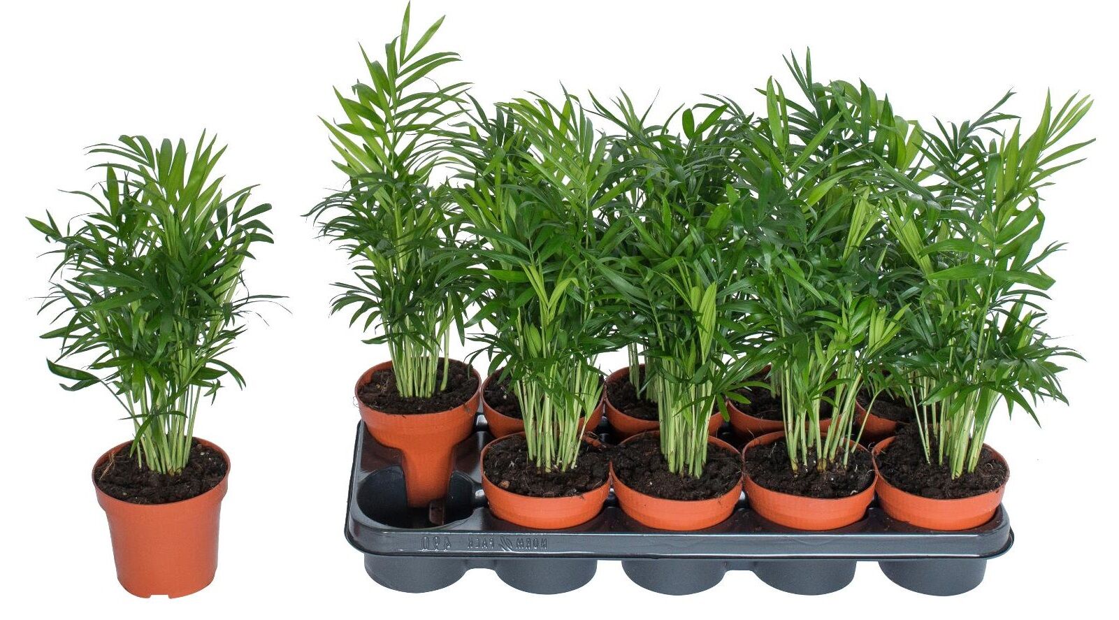 Palma koralowa 45 cm doniczka 12 cm - Bricomarche.pl