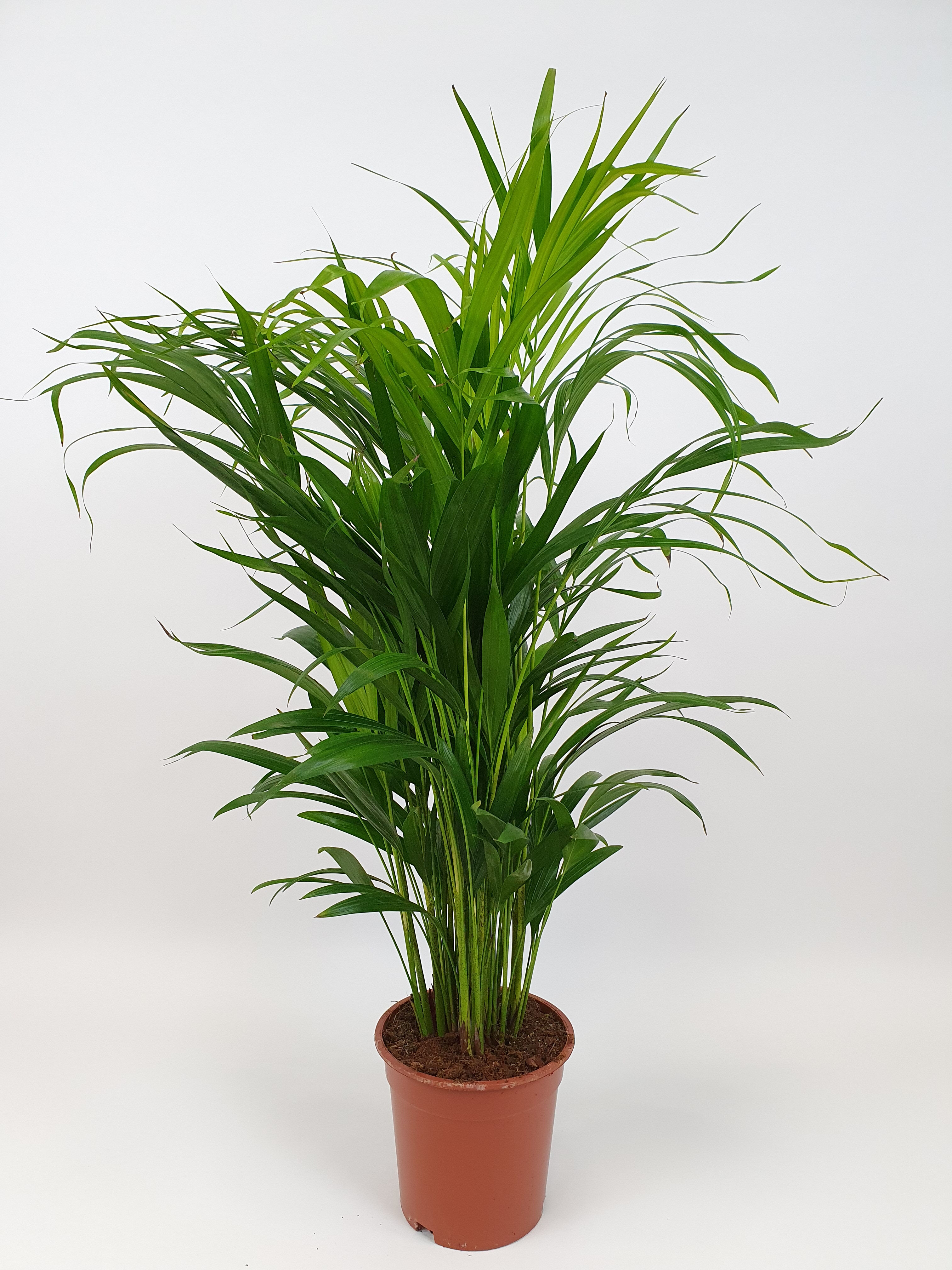 Palma Areka 77 cm doniczka 17 cm - Bricomarche.pl