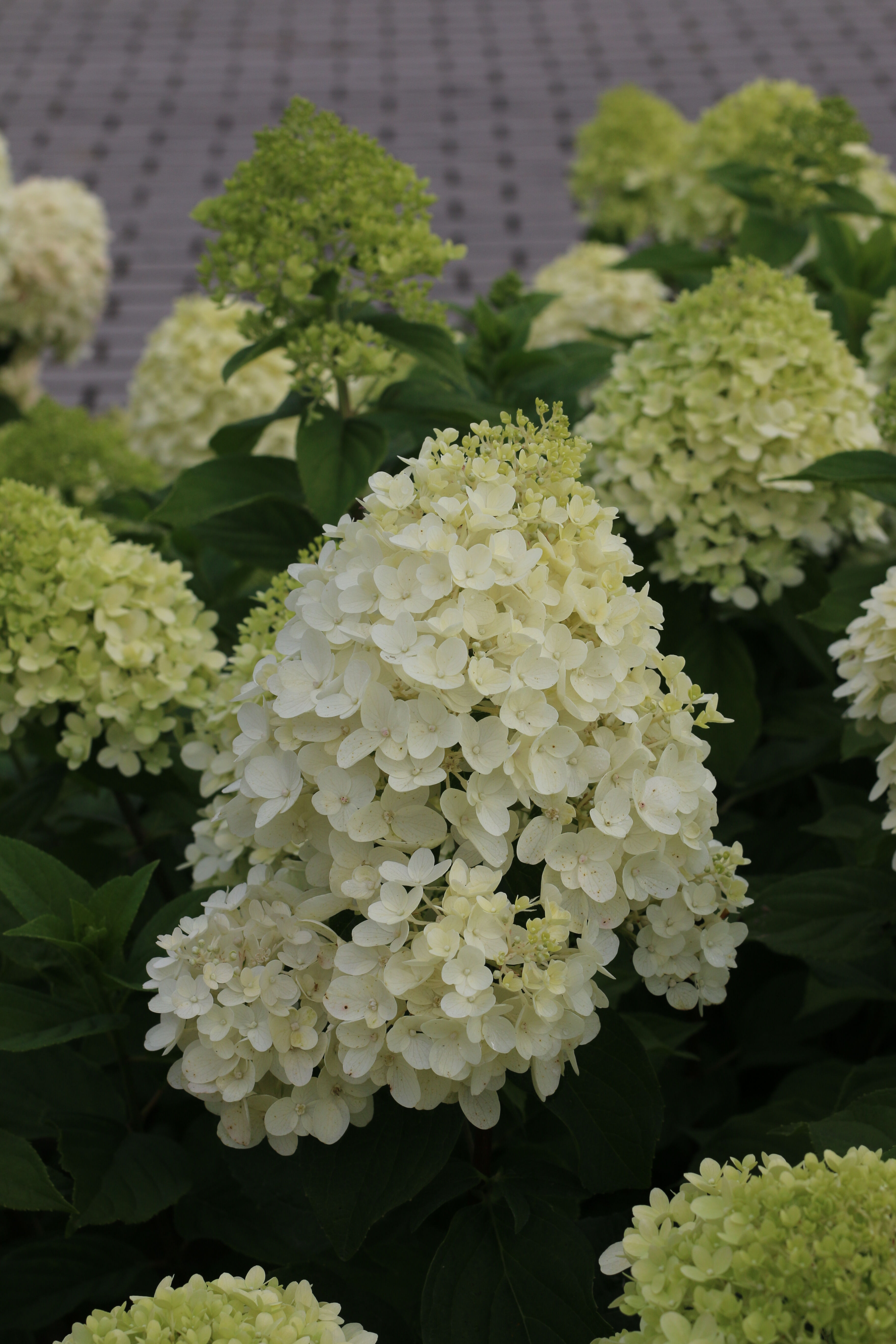 Hortensja bukietowa Silver Dollar C3 30 - 40 cm - Bricomarche.pl