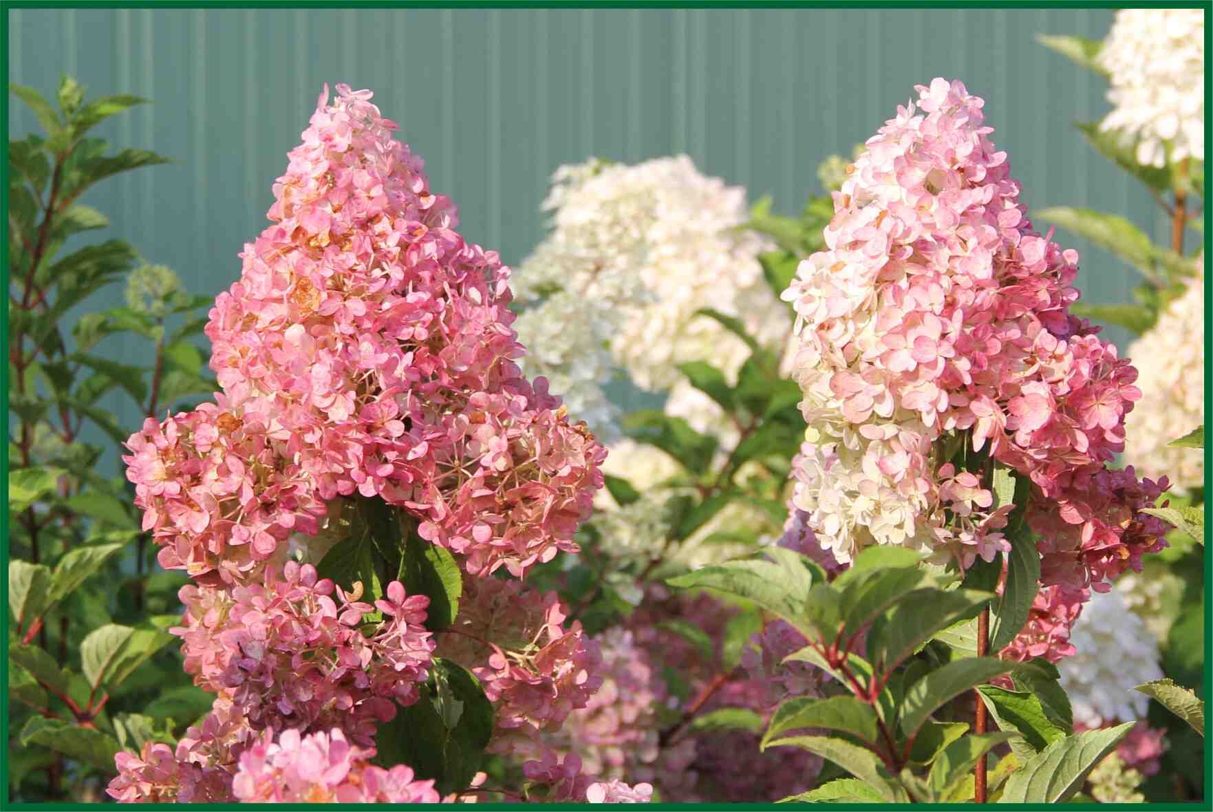 Hortensja bukietowa Sundae Fraise C3 30 - 40 cm - Bricomarche.pl