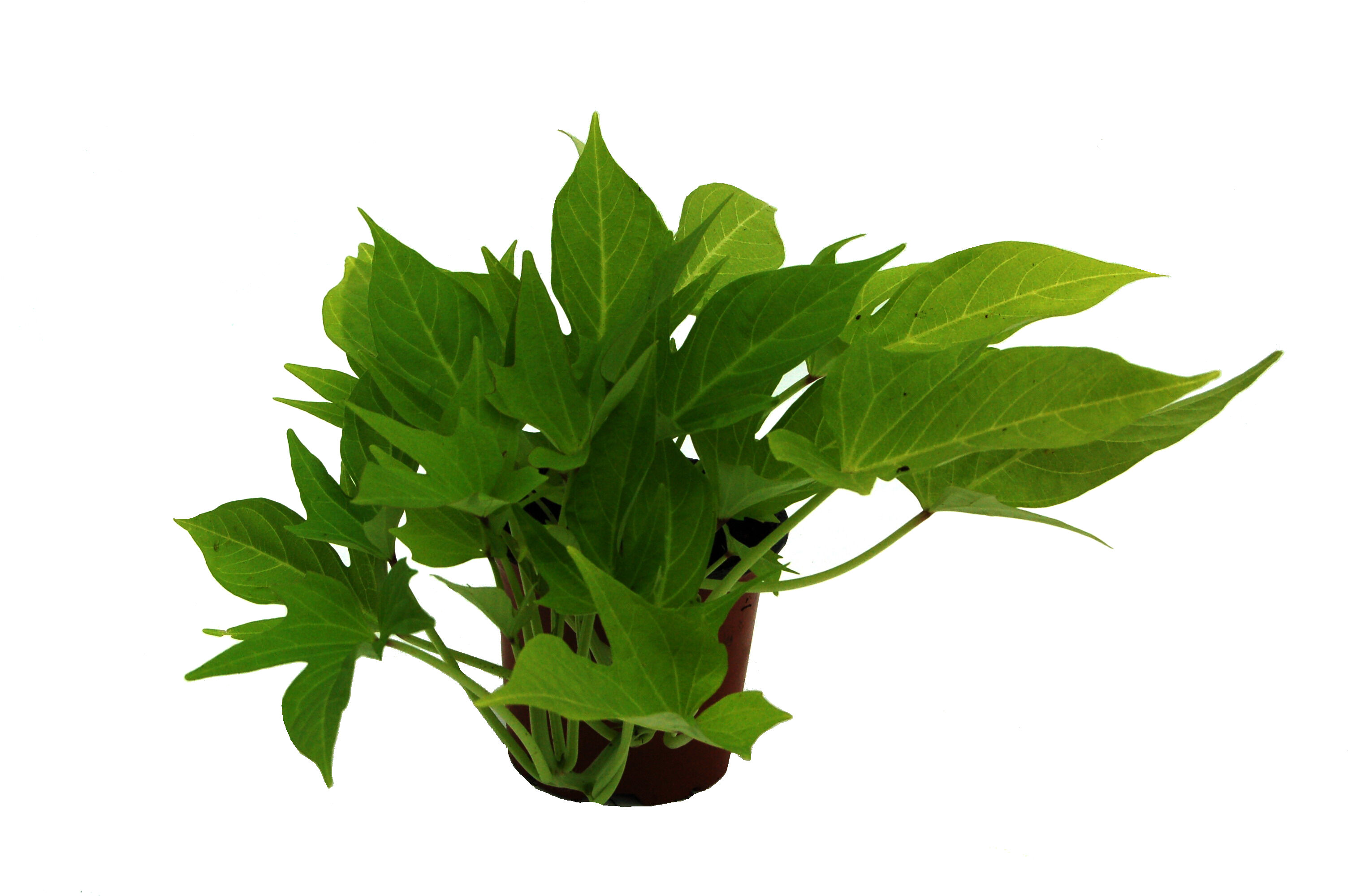 Wilec wys. 25 cm don. 10,5 cm - Bricomarche.pl