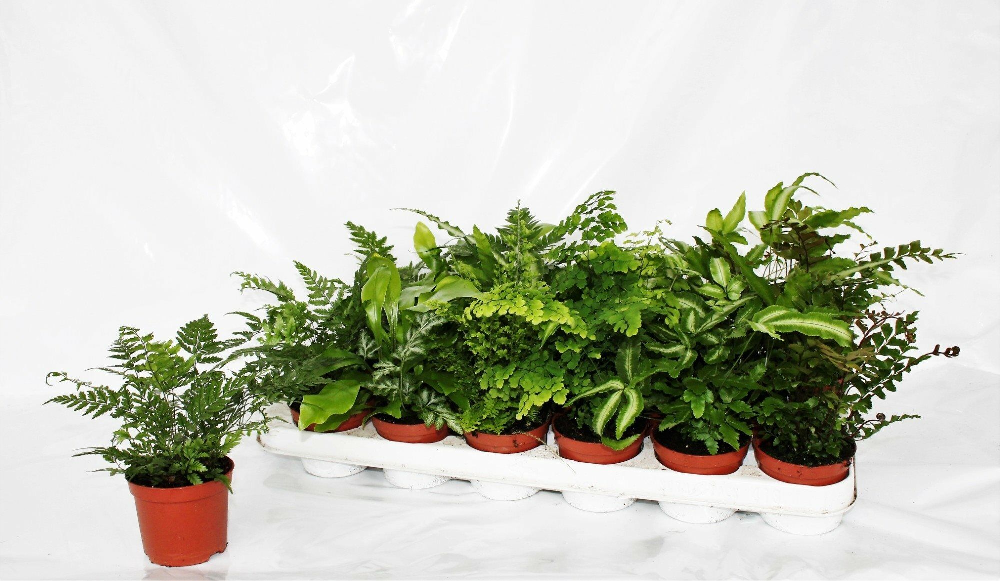 Varens doniczka 9 cm mix - Bricomarche.pl