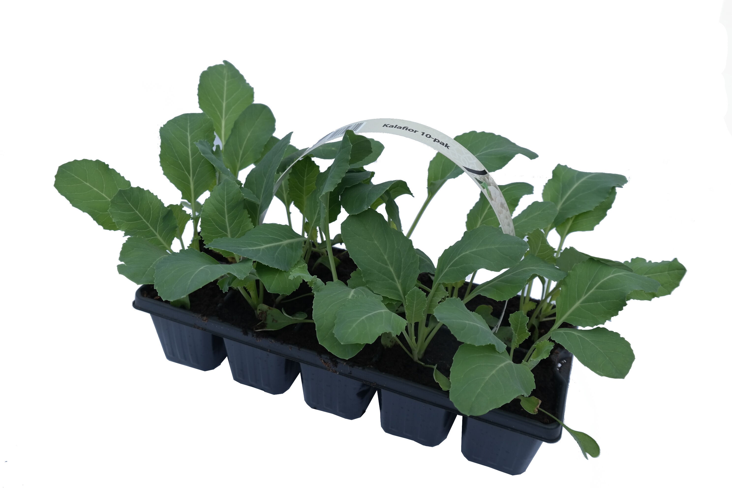 Kalafior 10-pak don. 6x6 cm - Bricomarche.pl