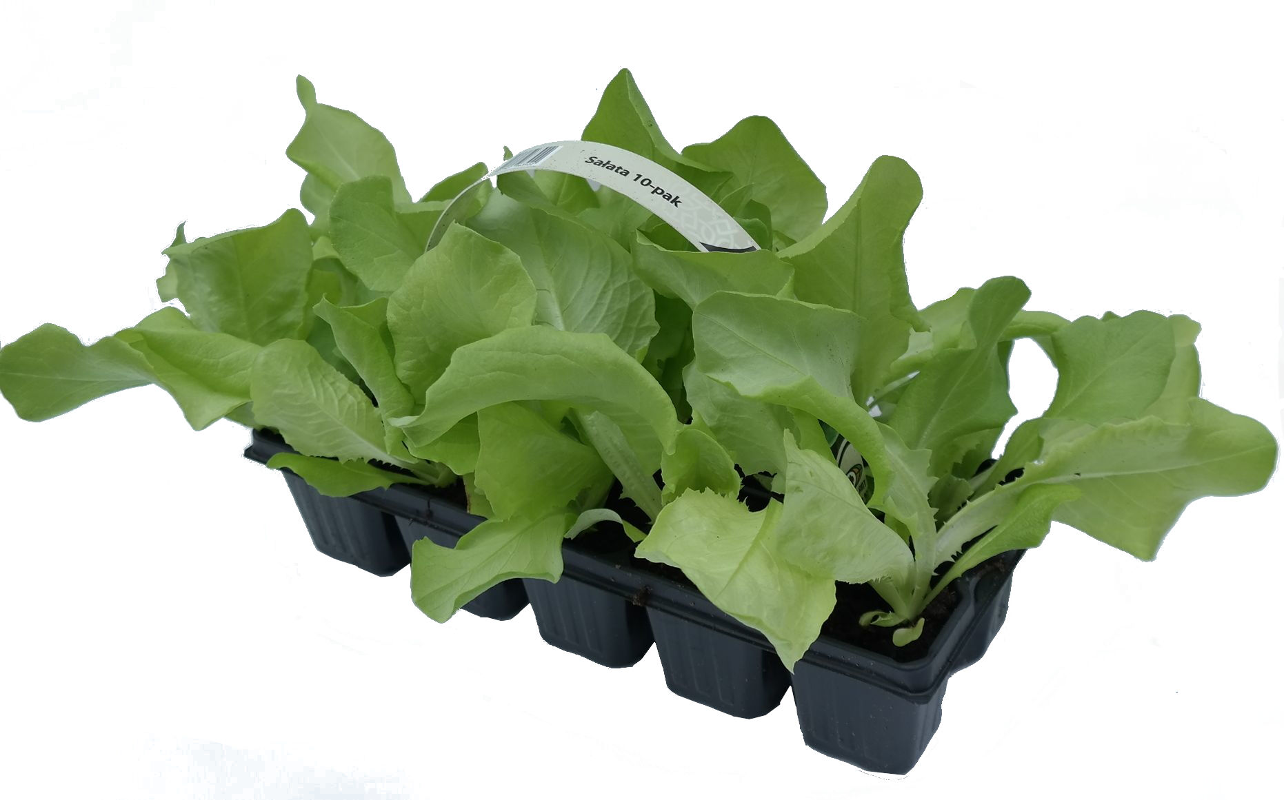 Sałata lodowa 10-pak don. 6x6 cm - Bricomarche.pl