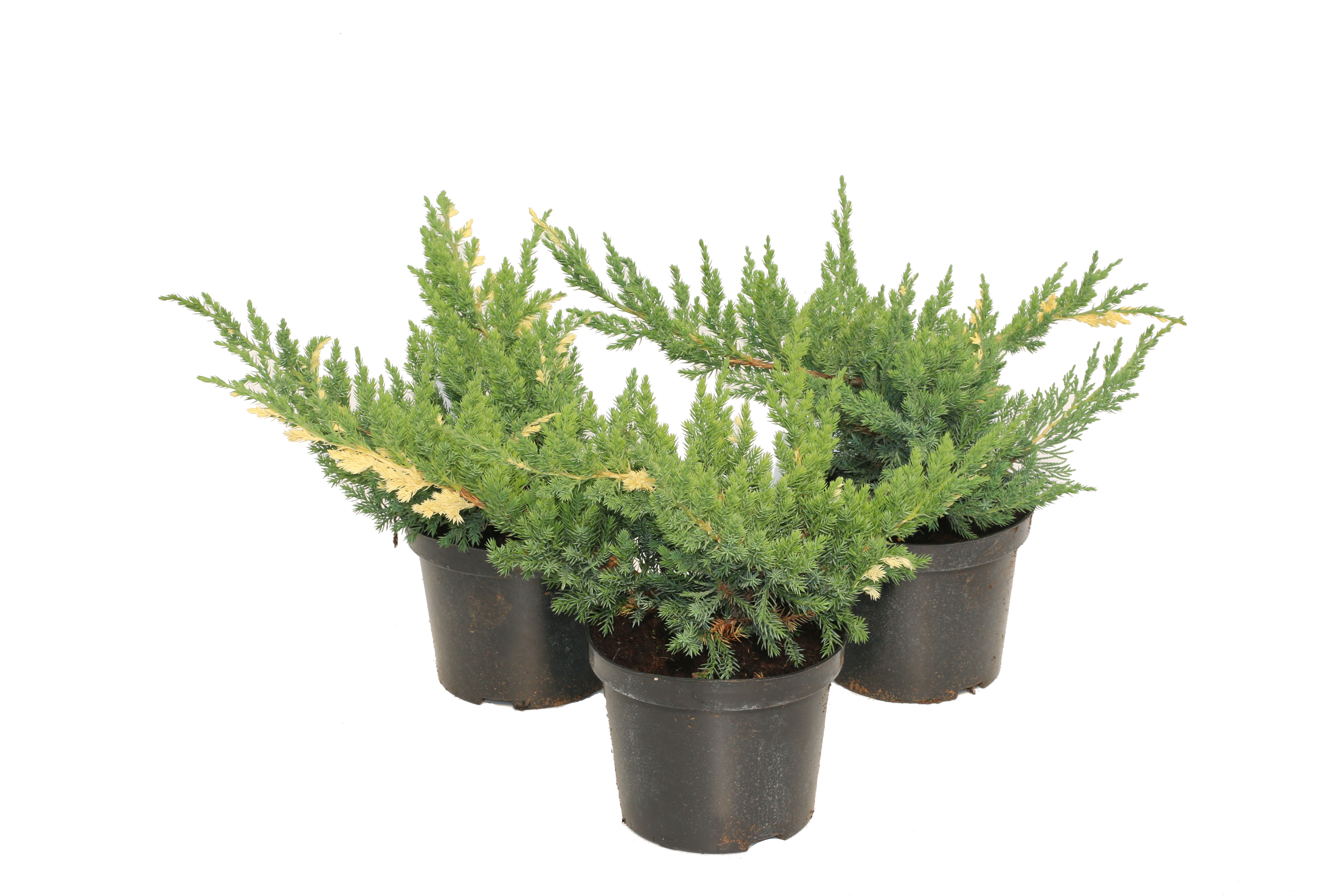 Jałowiec chin. Expansa Variegata wys. 10-20 cm don. 3 l - Bricomarche.pl