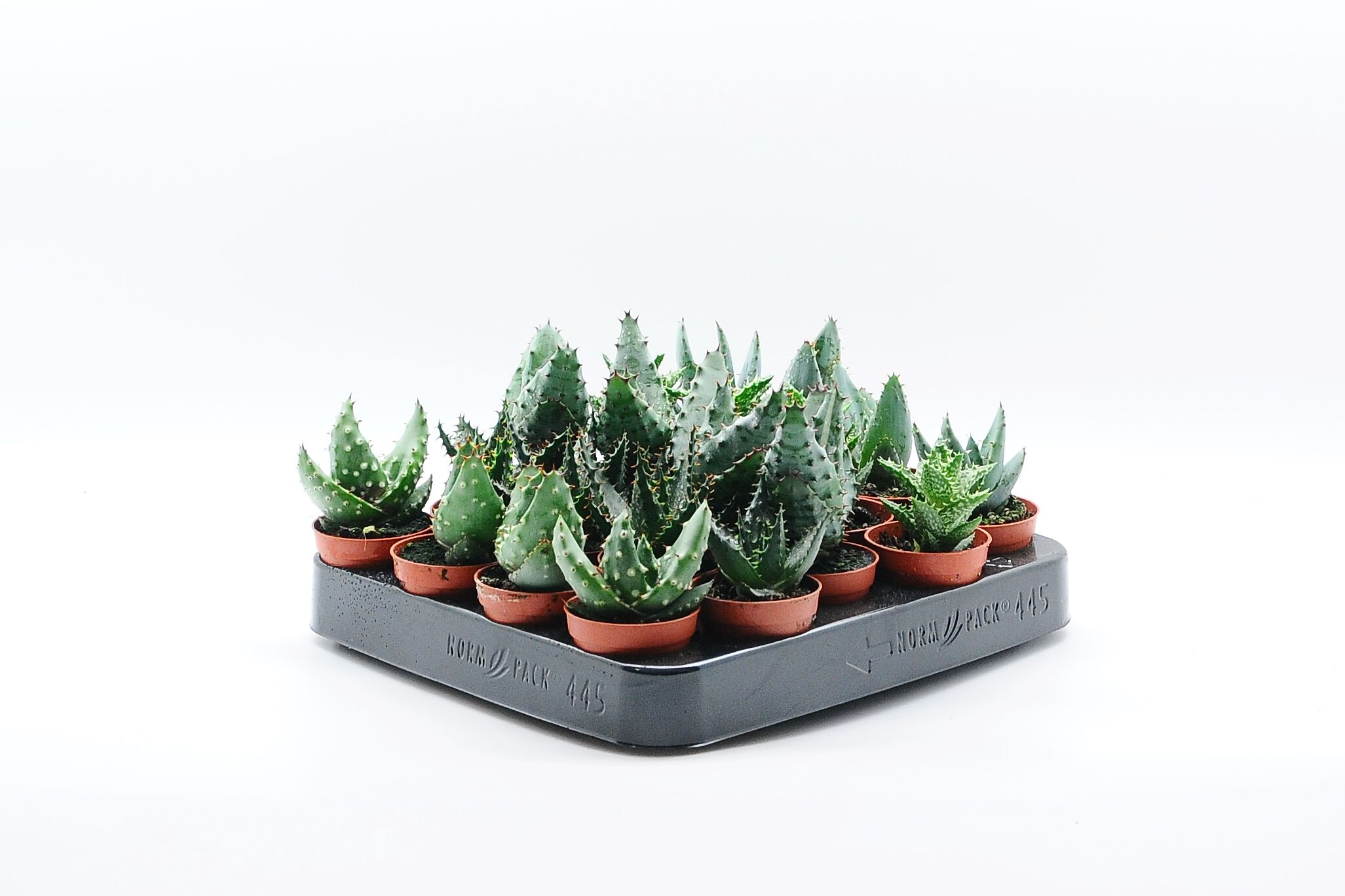Aloes mix don.5,5 cm - Bricomarche.pl