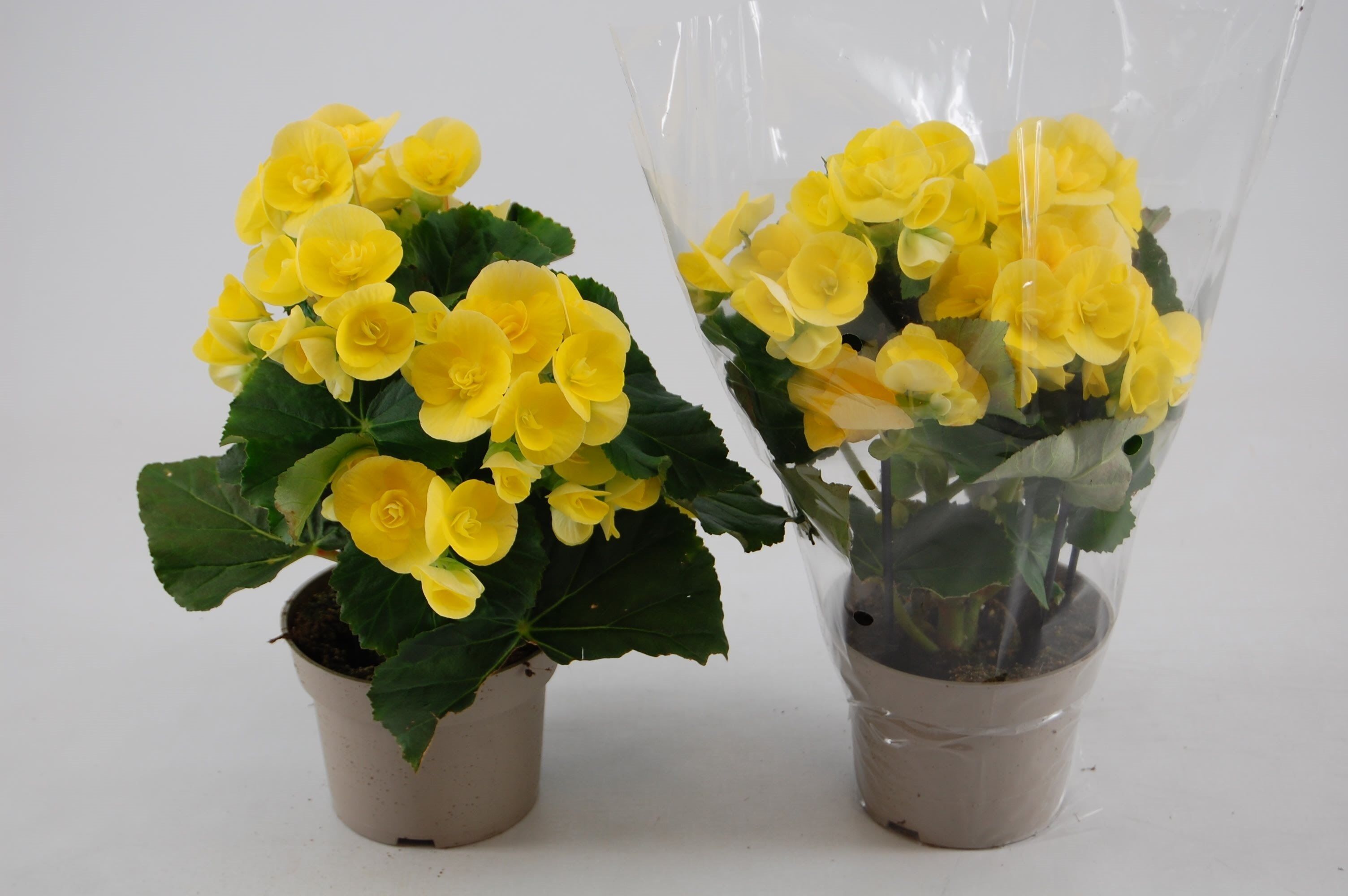 Begonia mix don.13 cm - Bricomarche.pl