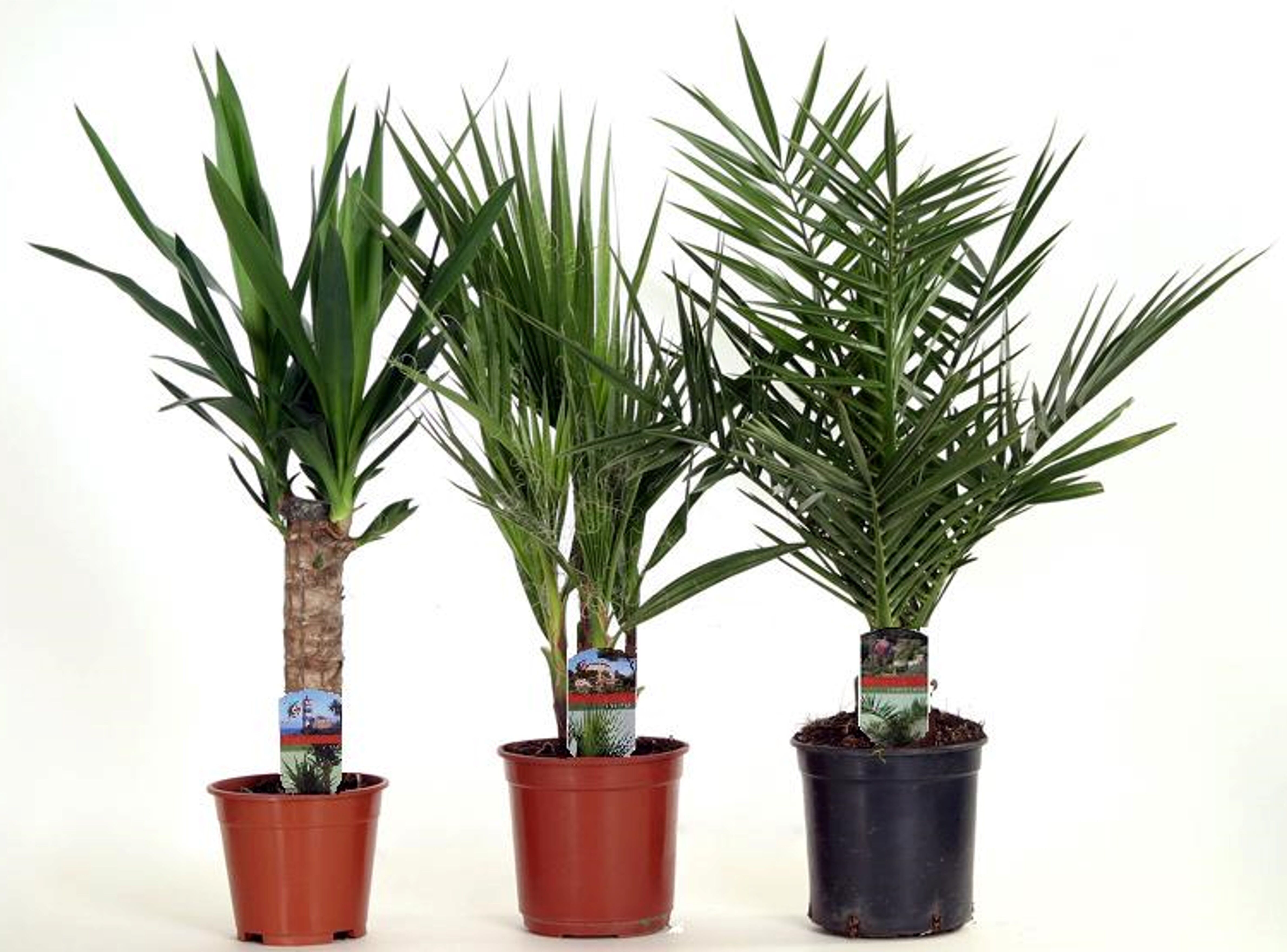 Palms mix wys. 60 cm don. 15 cm - Bricomarche.pl