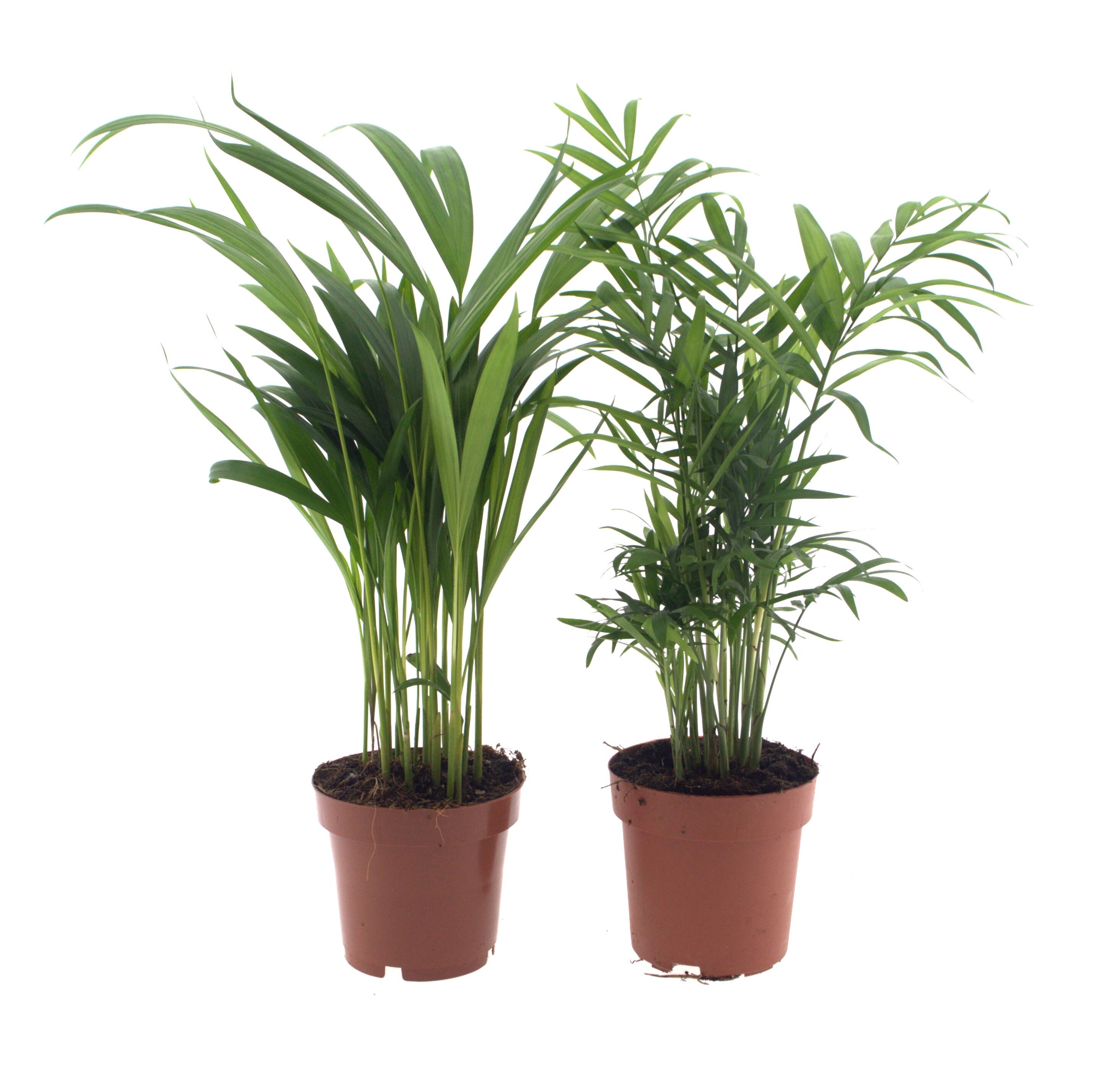 Palma wys. 40 cm don. 12 cm mix - Bricomarche.pl